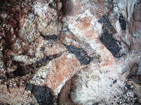 Phosphate Nodules Dark Masses In Place In The Intermediate Zone Of Download Scientific