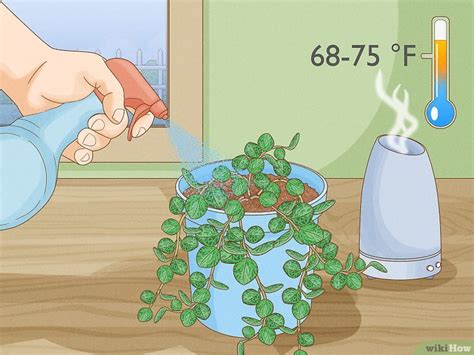 how to propagate string of turtles what you need to know