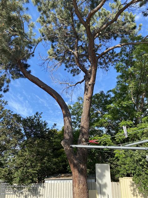 Tree Pruning In Gosnells WA Treeworks