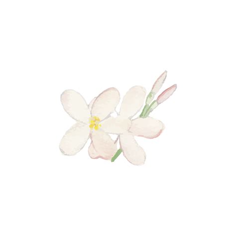 Flower Arabian Jasmine Desktop Wallpaper Clip Art Whi