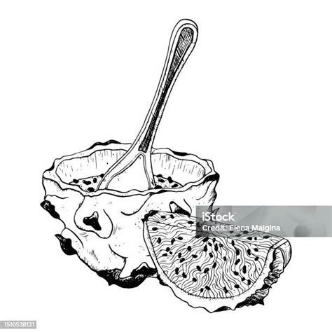 벡터 흑백 드래곤 과일 반 디저트와 슬라이스 그림 열대 아시아 Pitaya 음식 이국적인 맛 여름 디자인을 위한 사실적인 선