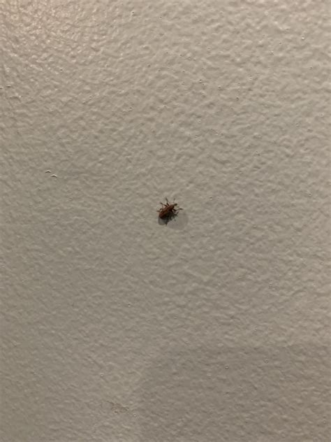 Is This Smol Guy What I Think He Is R Weeviltime