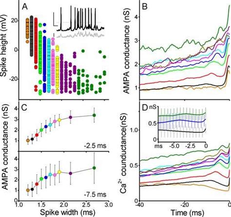 Action Potential Waveforms Of A Cortical Neuron Model Dynamically Download Scientific Diagram