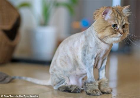 Daisy The Persian Cat Looks Like A Lion After Owners Shave Her Fur