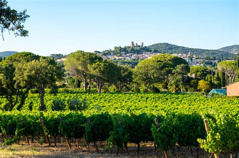 프랑스 남동부 프로방스알프스코트 다쥐르 지역의 부서 바르에서 와인 만들기 생 트로페 근처 젊은 녹색 포도와 7 월에 포도원 코트 드 프로방스 와인 프로방스 알프스