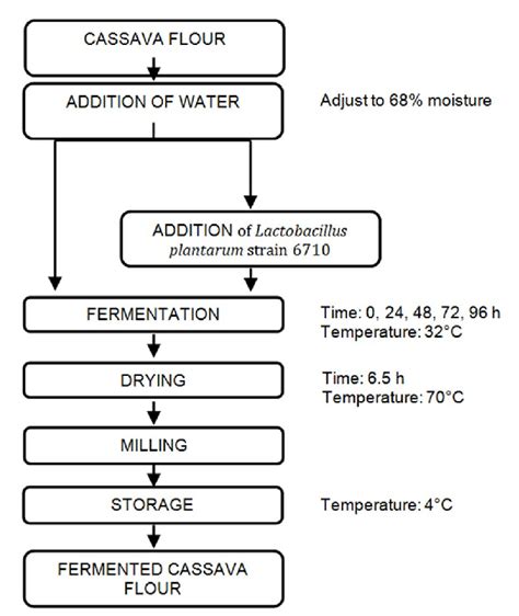 Flow Chart For Processing Of Fermented Cassava Flour Download Scientific Diagram