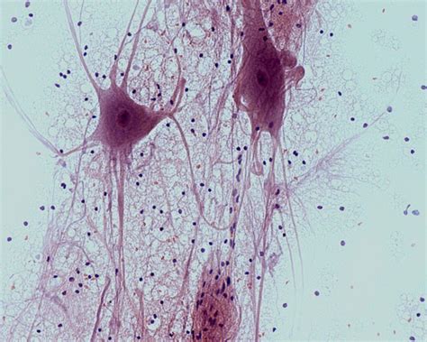 Histology Wallpapers Top Free Histology Backgrounds Wallpaperaccess