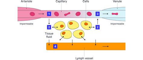 Tissue Fluid Aqa A Level Biology