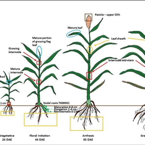 Schematic Showing The Developmental Stages Of Sorghum Bicolor Btx623