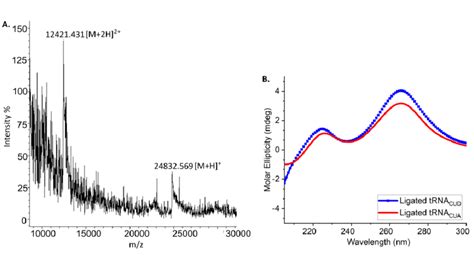 Characterization Of The Ligated Trna Analog A Maldi Tof Ms Spectra Of Download Scientific