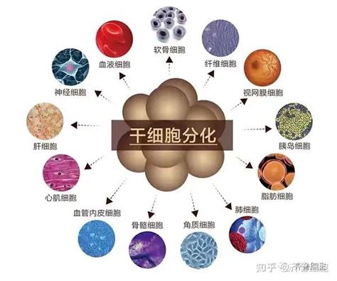 齐鲁健康一文知晓干细胞与免疫细胞的异同 知乎