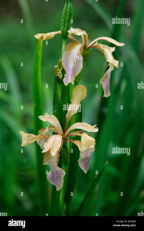 Stinking Or Fetid Iris Iris Foetidissima Flowering In A Kent Woodland
