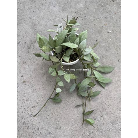 Hoya Lacunosa Silver毬蘭｜觀葉植物｜續花性開花｜銀斑 蝦皮購物
