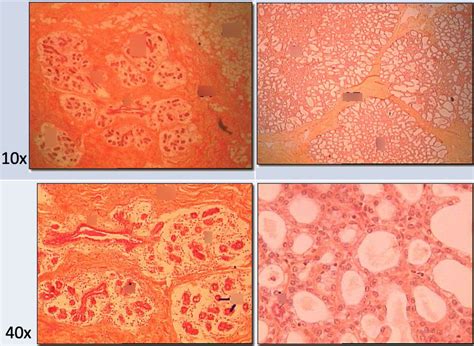 Histology Of Mammary Glands Diagram Quizlet Histology Of Mammary Glands Diagram Quizlet