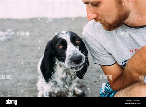 Happy Owner Of Russian Cocker Spaniel Dog Responsibility Of Caring