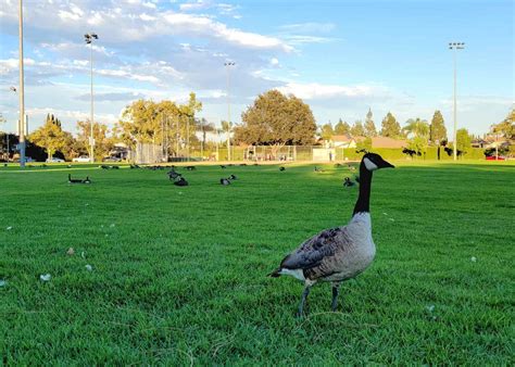 Goose Poop Scooper Pickup Tow And Collect Us