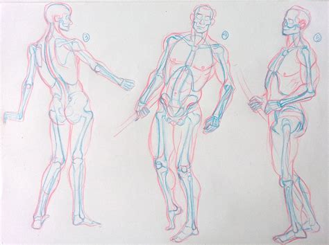 Human Skull Anatomy Drawing