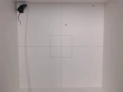 Mo 09 Image Annotations Instance Segmentation Dataset By Cassie Labgym