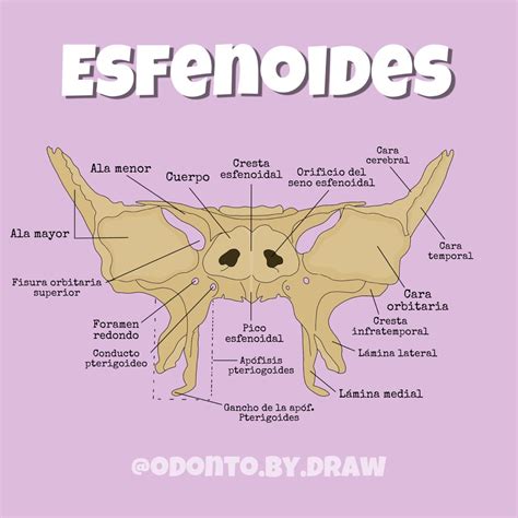 Descripcion Del Hueso Esfenoides