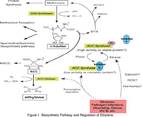Figure 1 From Ethylene Biosynthesis Semantic Scholar