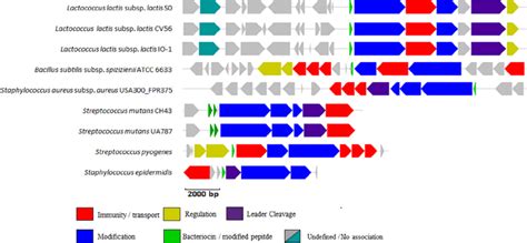 Bagel3 Output Of Putative Bacteriocin Gene Clusters Identified In The Download Scientific