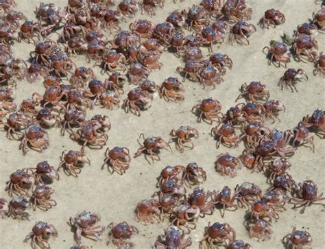 Researchers Found Swarms Of Crabs Following Logic Gate Models The
