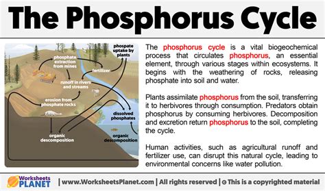 What Is The Phosphorus Cycle