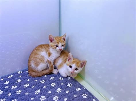 코리안숏헤어 라떼찰떡 유기견입양 유기묘입양 강아지입양 소형견입양 중형견입양 대형견입양 말티즈입양 말티푸입양 비숑프리제입양 미니비숑프리제입양 포메라니안입양 푸들입양 골든