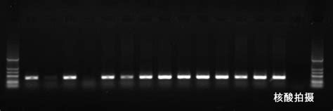 Tanon 1600 全自动数码凝胶图像分析系统 北京原平皓生物技术有限公司