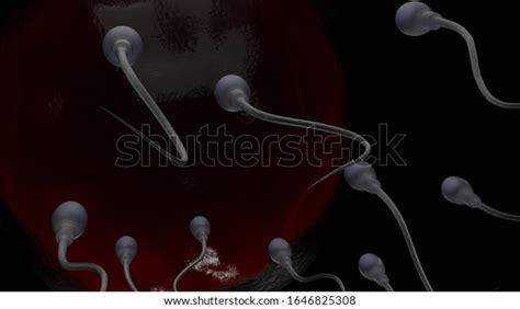 Semen Swimming Towards Human Egg Moments Stock Illustration 1646825308