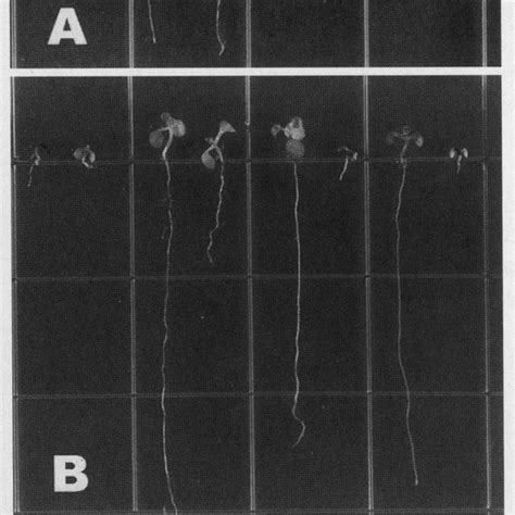A C Growth Of Wild Type And Mutant Arabidopsis Plants On Media