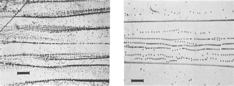 Dislocation Etch Pits Delineating Simple Tilt Boundaries On A 001 Download Scientific Diagram