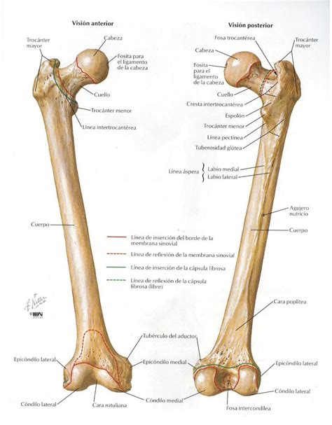 Asoterci Casc Miembro Inferior Anatomia E Fisiologia Humana