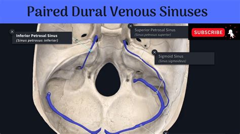 Where Is Sigmoid Sinus Located At Anthony Bohnsack Blog