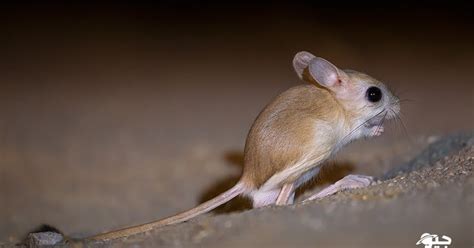 The Kangaroo Rat Has Keen Ears To Detect The Approach Of Snakes And