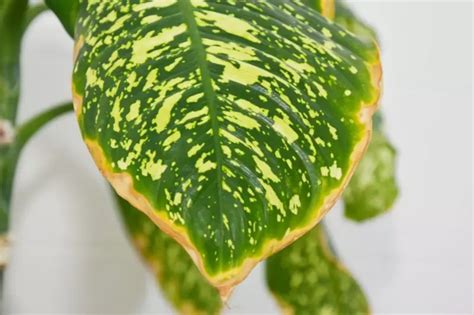 قهوه‌ای شدن نوک برگ در گل‌های آپارتمانی وطن‌بیو