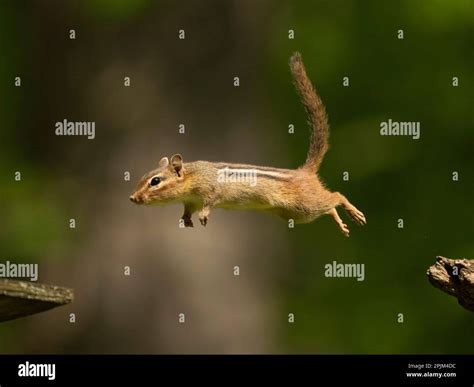 Eastern Chipmunk Jumping Pennsylvania USA Stock Photo Alamy