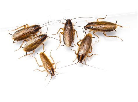 German Cockroach Pest Control Bullant Termite And Pest Control
