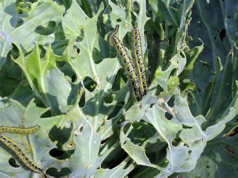 Cabbage Worms Eat Stock Image Image Of Leaves Cabbage 39203707