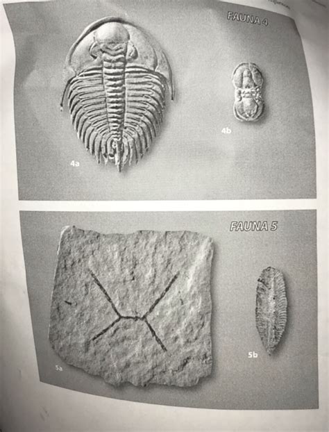 Create An Fossil Data Sheet By Identifying The Index