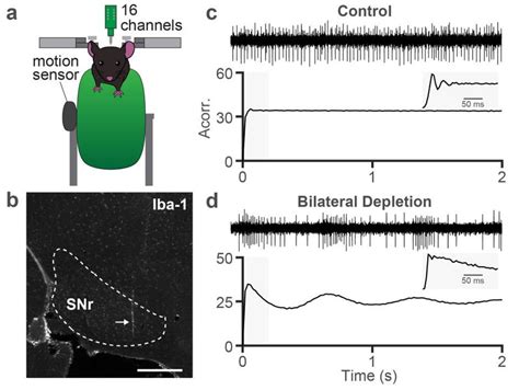 Dopamine Depletion Leads To Low Frequency Spiking Oscillations In Snr Download Scientific
