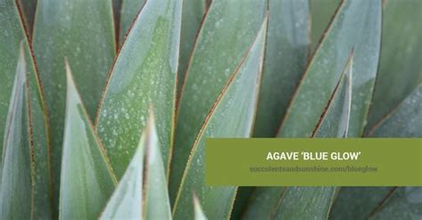 Agave ‘blue Glow Succulents And Sunshine