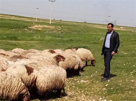 Awassi Sheep Project National Center For Agricultural Research