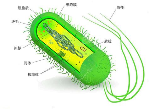 细菌结构2