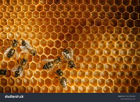 Honey Bees Closeup Photos And Images Shutterstock