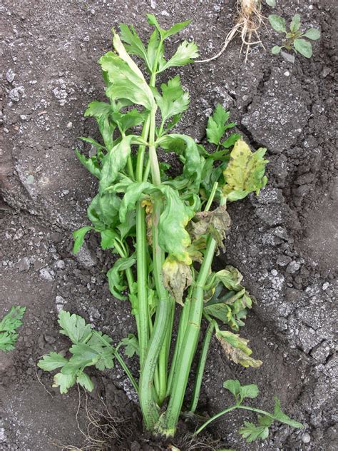 Celery Leaves Yellowing At David Oldham Blog