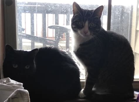 Did My Cat Fuck Up My Sshd During A Windows Update Rtechsupport