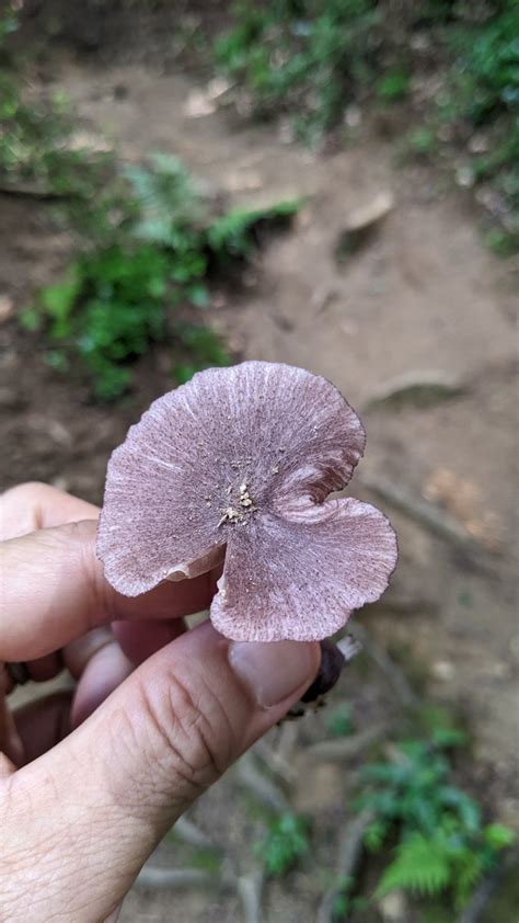 On Twitter Entoloma Sp