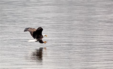 Bald Eagle Catch Photograph By Jack Nevitt Pixels