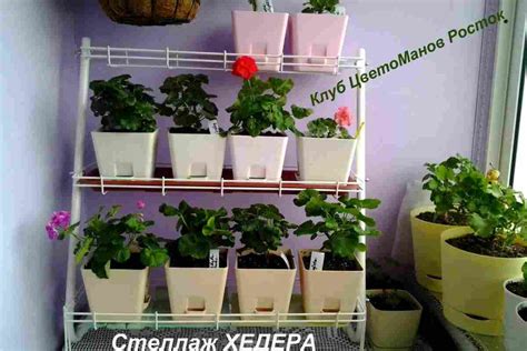 Стелаж для розсади